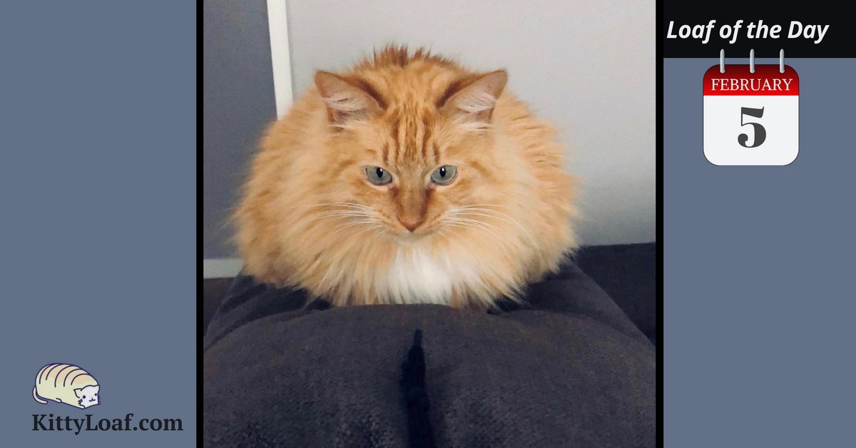 Loaf of the Day – 2/5/18 - Kitty Loaf