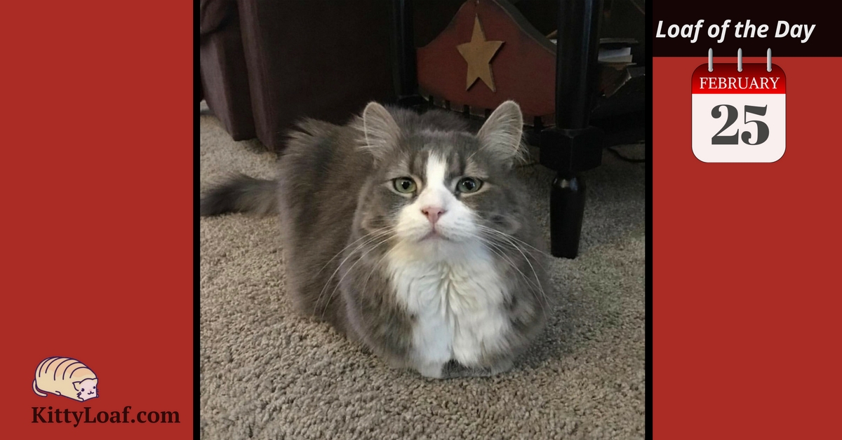 Loaf of the Day – 2/25/18 - Kitty Loaf