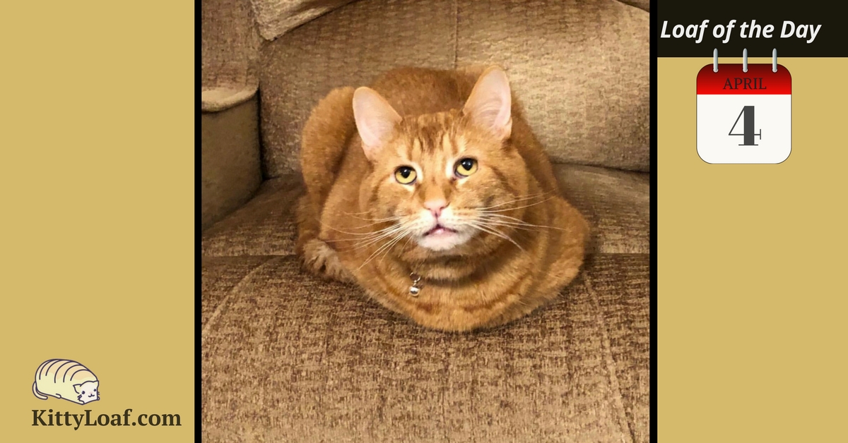 Loaf of the Day – 4/9/18 - Kitty Loaf