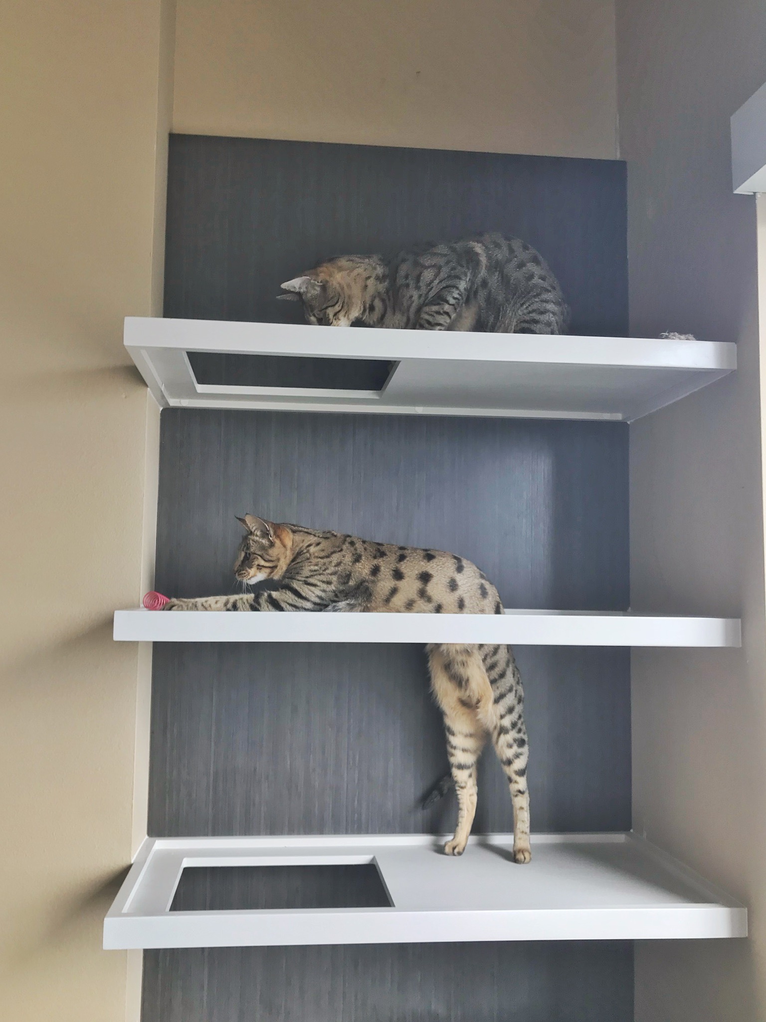 Custom Cat Shelves - Kitty Loaf