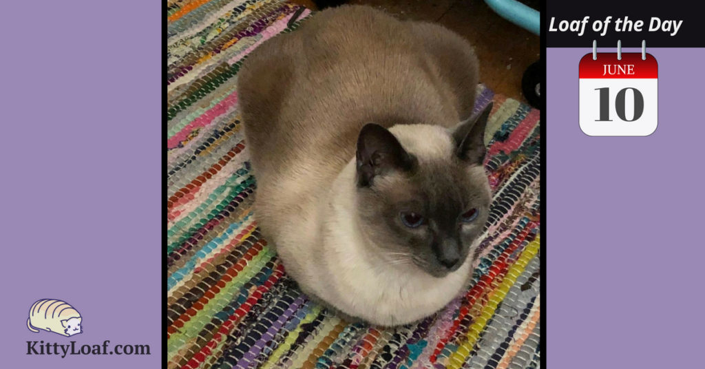 Loaf of the Day – 3/9/18 - Kitty Loaf