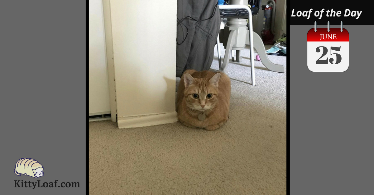 Loaf of the Day - 3/28/17 - Kitty Loaf
