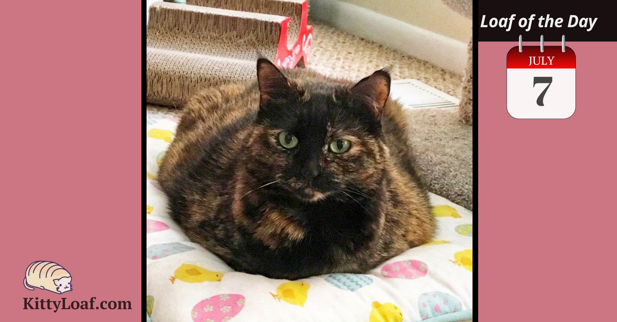 Loaf of the Day – 7/7/18 - Kitty Loaf