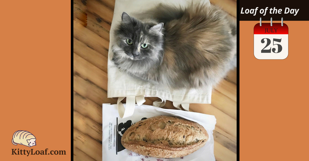Loaf of the Day – 7/25/18 - Kitty Loaf
