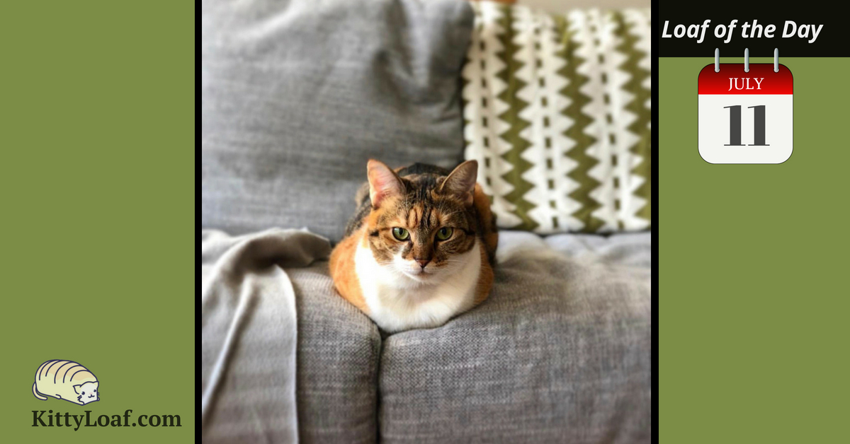Loaf of the Day – 3/26/18 - Kitty Loaf