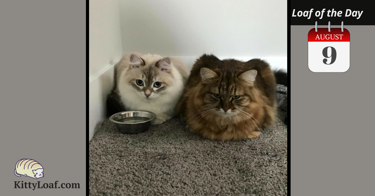 Loaf of the Day – 8/9/18 - Kitty Loaf