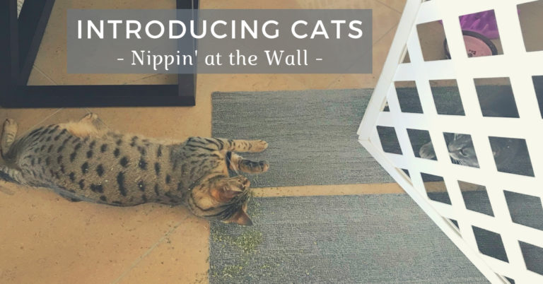 Whisker Challenge - Django vs. Arya - Kitty Loaf