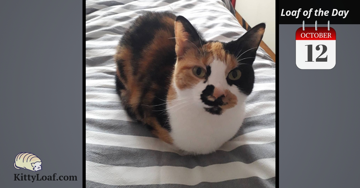 Loaf of the Day – 11/22/17 - Kitty Loaf