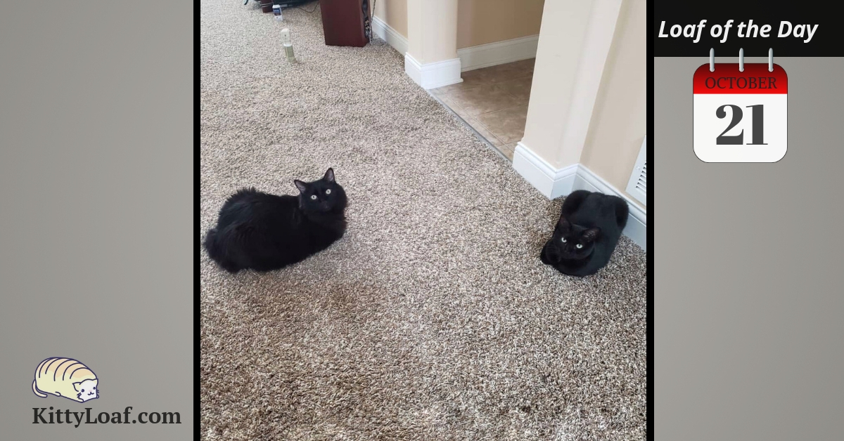 Loaf of the Day – 10/21/18 - Kitty Loaf