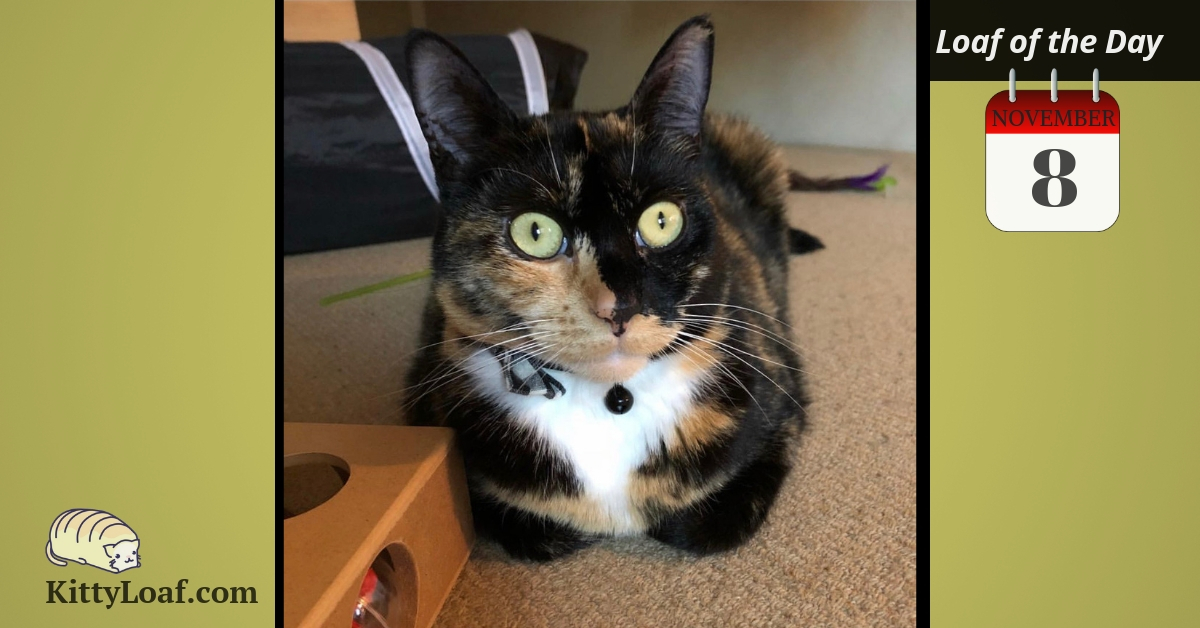 Loaf of the Day – 11/8/18 - Kitty Loaf
