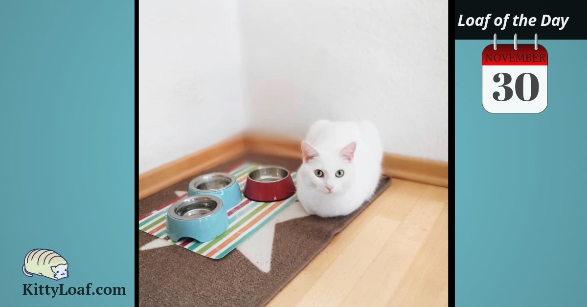 Loaf of the Day – 11/30/18 - Kitty Loaf