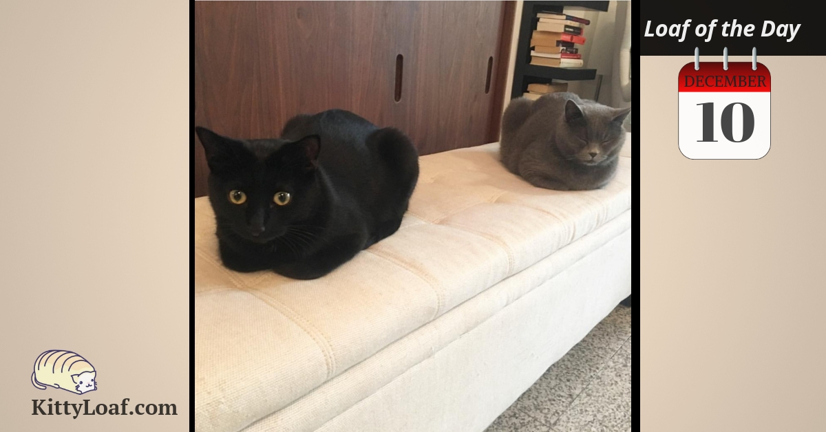 Loaf of the Day - 3/28/17 - Kitty Loaf