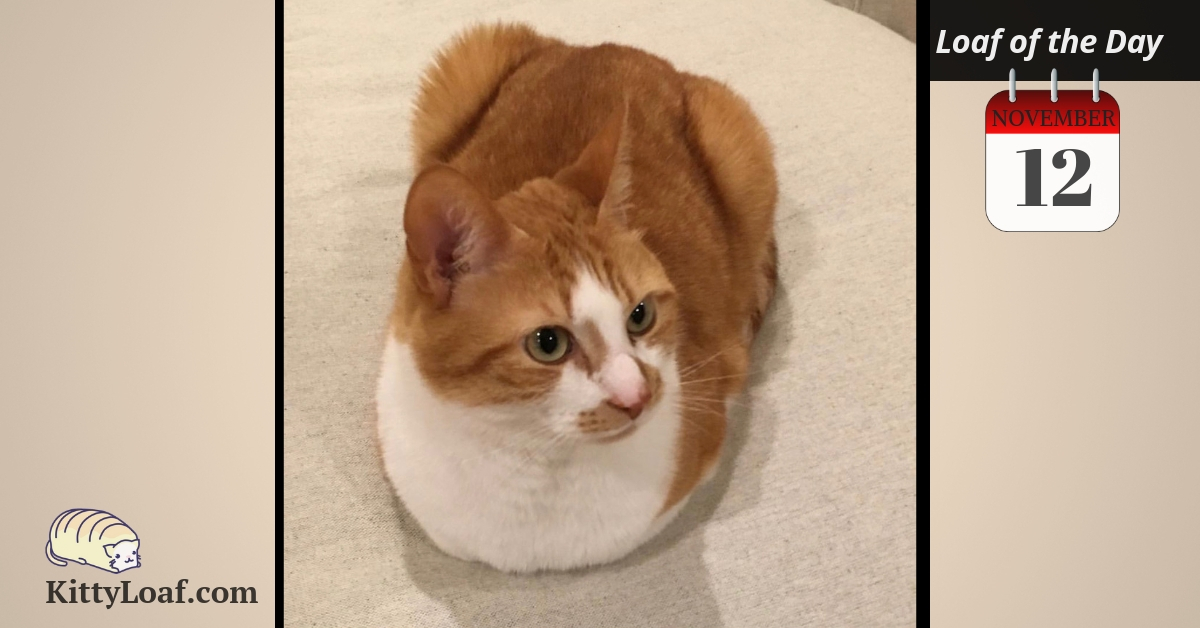 Loaf of the Day – 4/21/19 - Kitty Loaf
