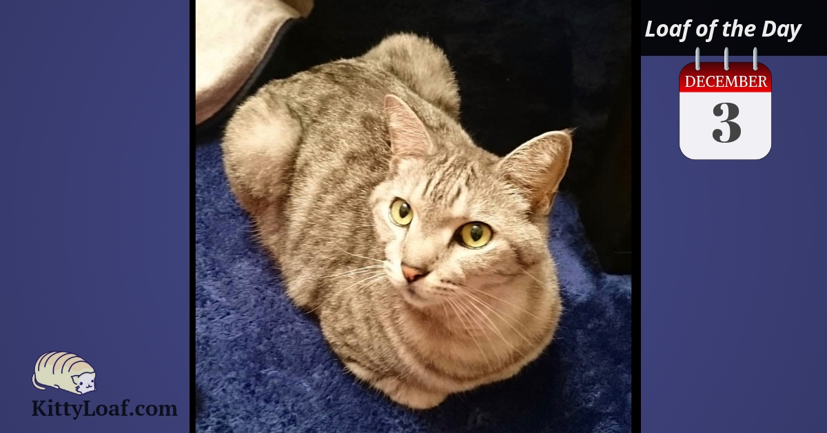 Loaf of the Day – 4/12/18 - Kitty Loaf