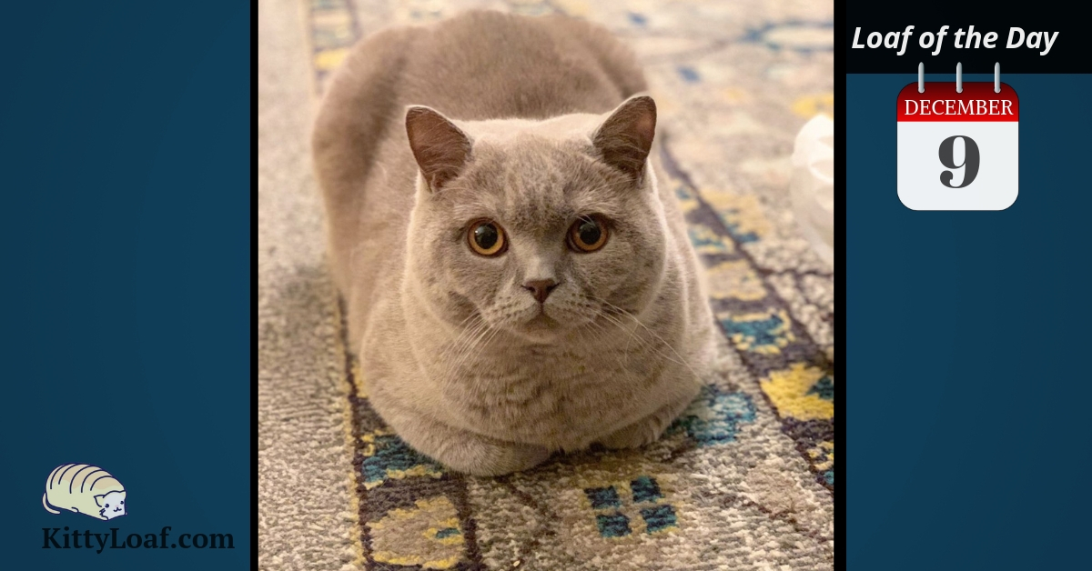 Loaf of the Day – 12/9/18 - Kitty Loaf