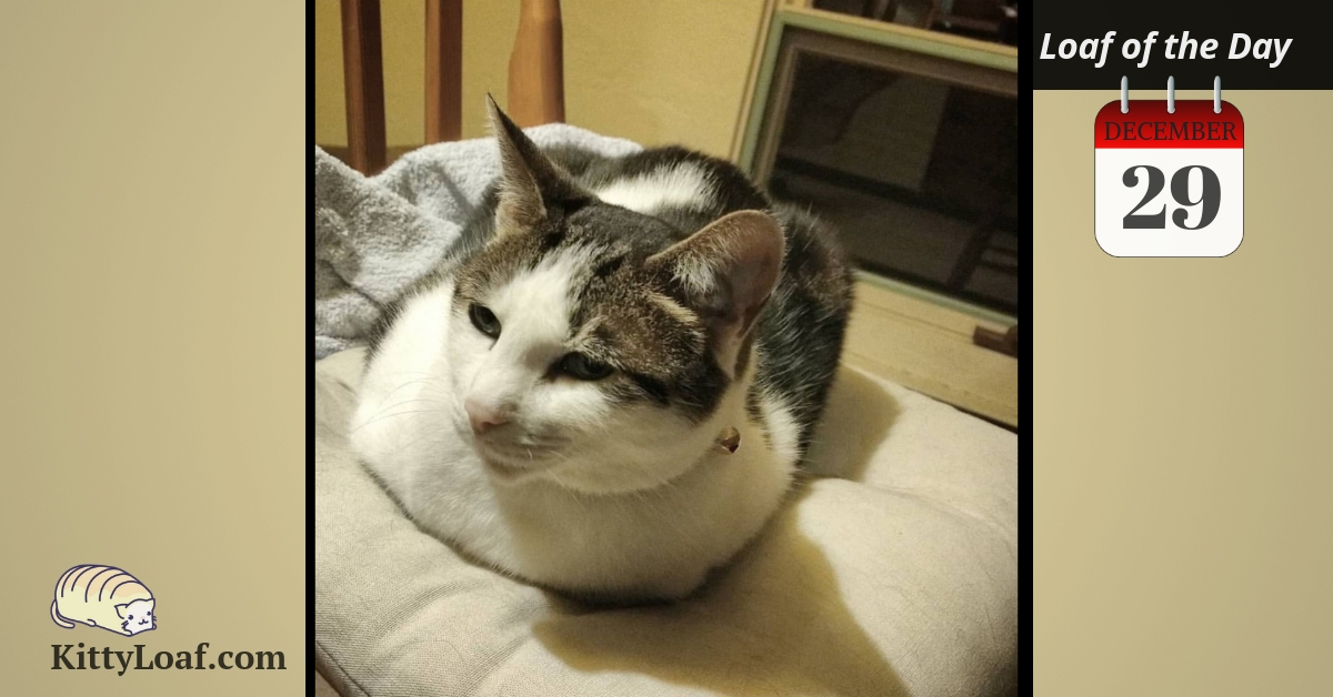 Loaf of the Day – 12/29/18 - Kitty Loaf