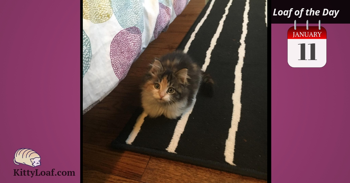 Loaf of the Day – 1/11/19 - Kitty Loaf