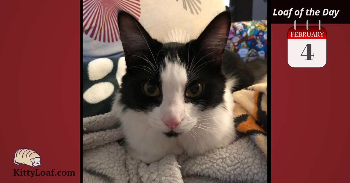 Loaf of the Day – 2/4/19 - Kitty Loaf