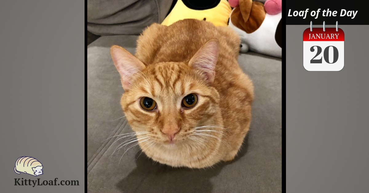 Loaf of the Day – 1/20/19 - Kitty Loaf