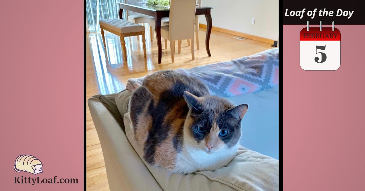 Loaf of the Day – 2/5/19 - Kitty Loaf