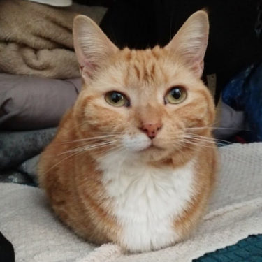 What is a Cat Loaf? | Kitty Loaf