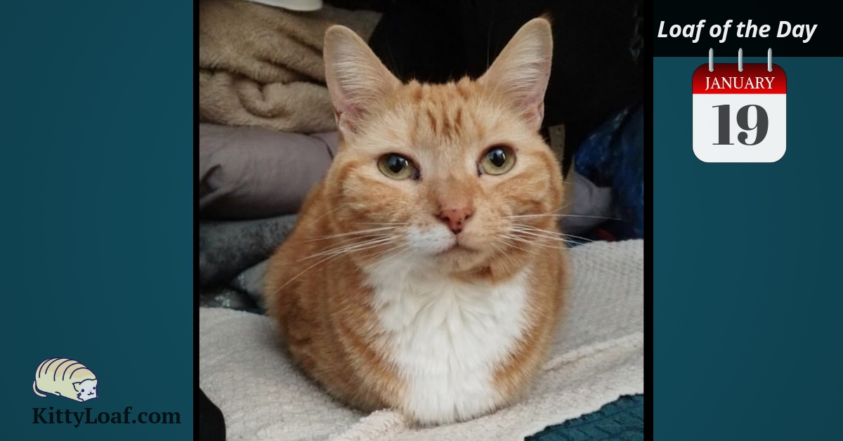Loaf of the Day – 4/26/18 - Kitty Loaf