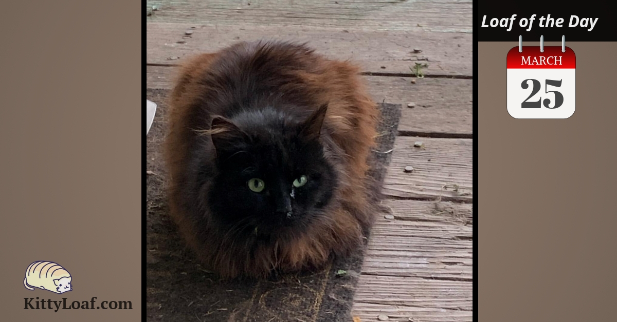 Loaf of the Day – 3/25/19 - Kitty Loaf