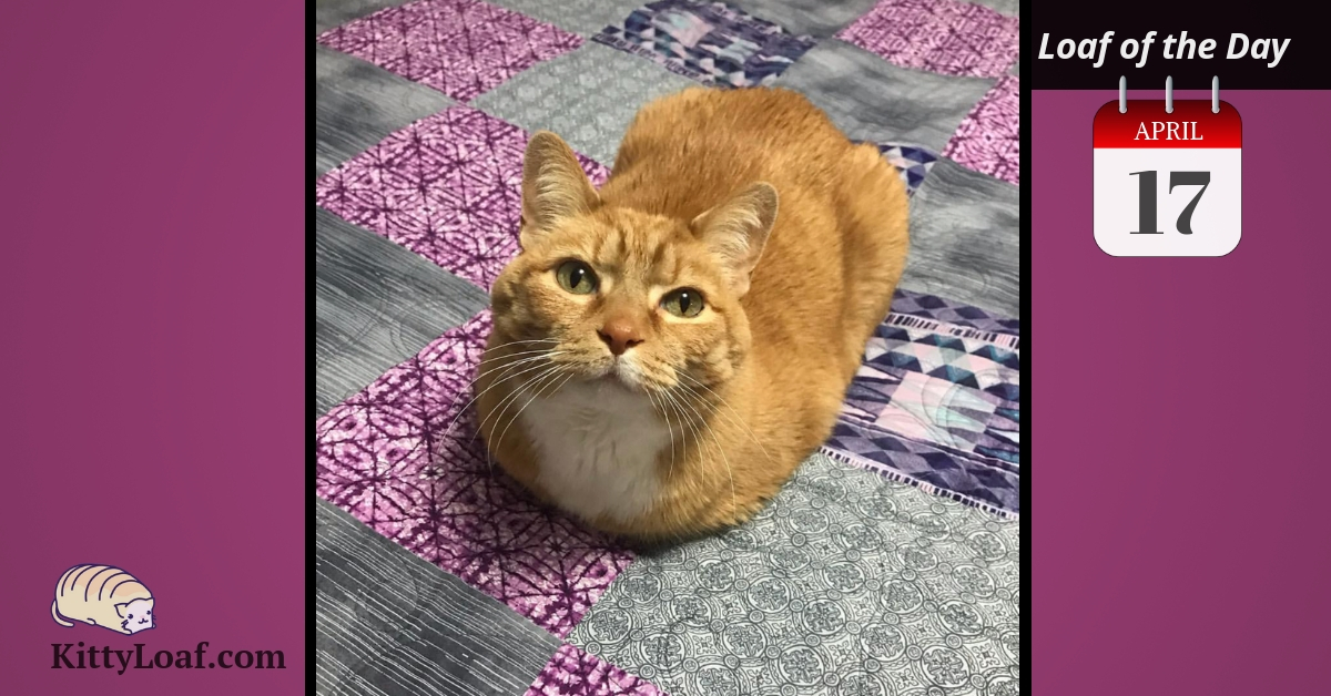 Loaf of the Day – 4/17/19 - Kitty Loaf