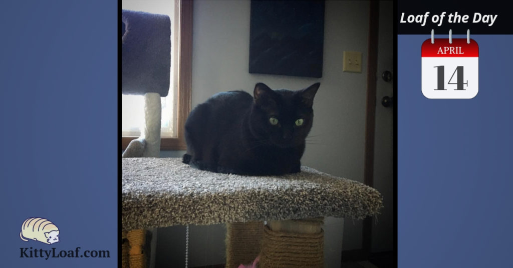 Loaf of the Day – 4/26/18 - Kitty Loaf