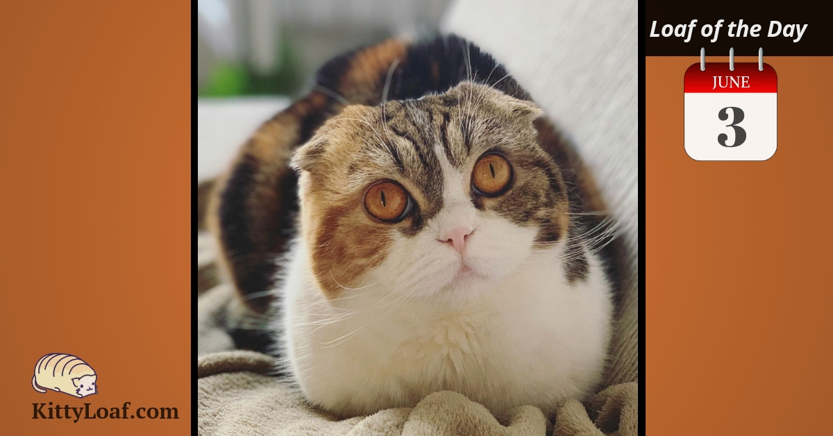 Loaf of the Day – 6/3/19 - Kitty Loaf