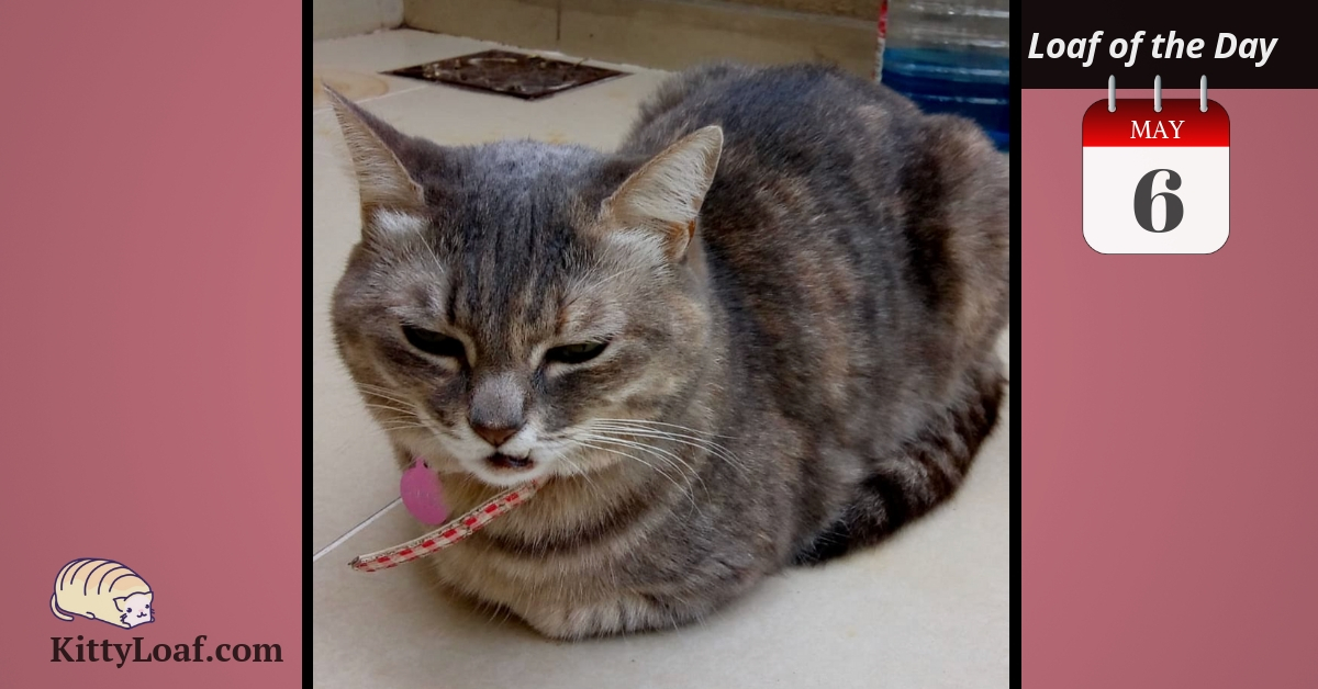 Loaf of the Day - 3/24/17 - Kitty Loaf