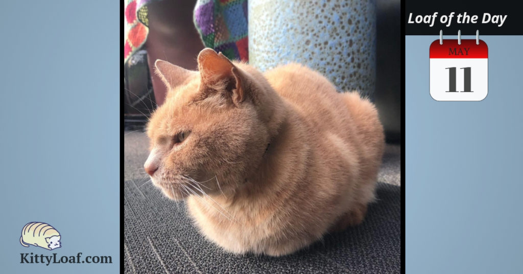 Loaf of the Day – 12/1/17 - Kitty Loaf