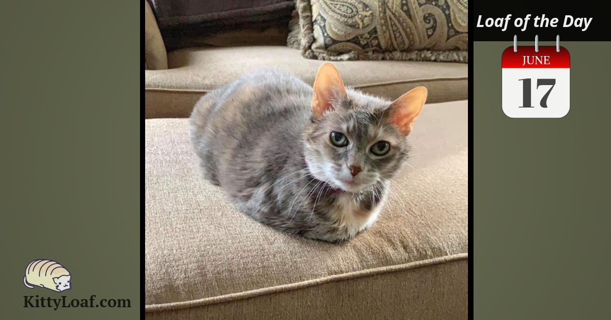 Loaf of the Day - 11/13/16 - Kitty Loaf
