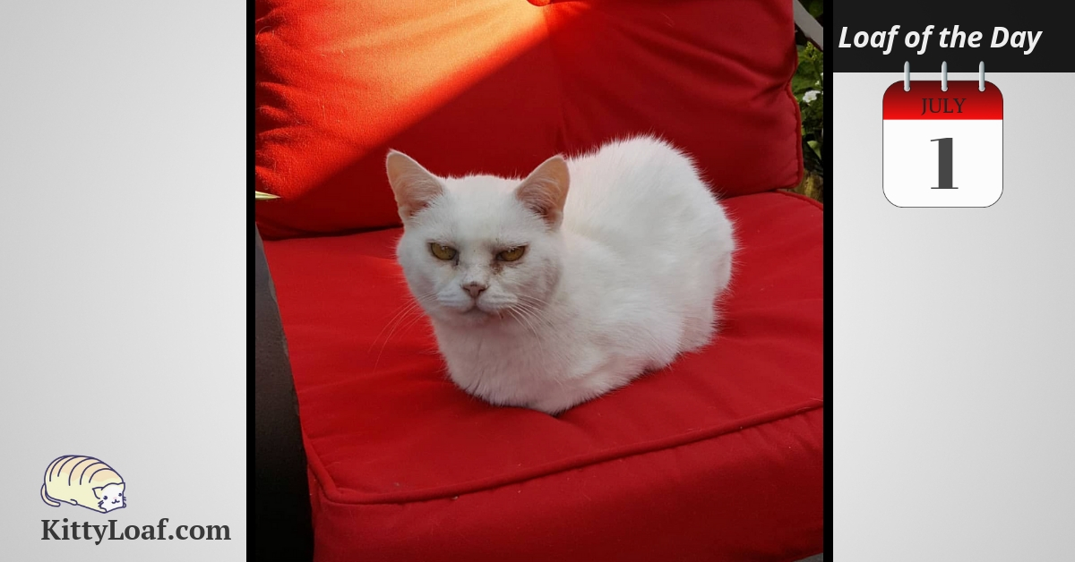 Loaf of the Day – 7/1/19 - Kitty Loaf