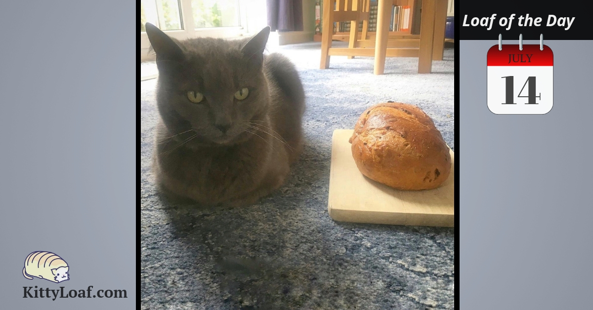Loaf of the Day – 7/14/19 - Kitty Loaf
