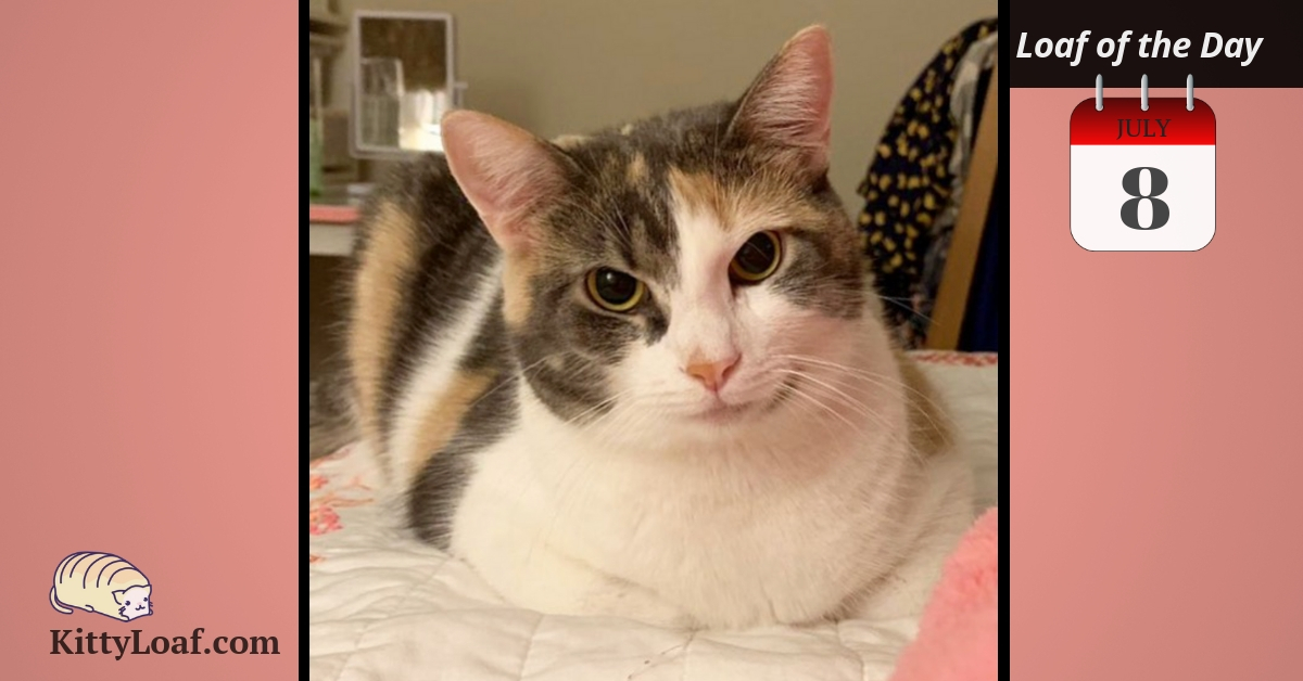 Loaf of the Day – 7/8/19 - Kitty Loaf