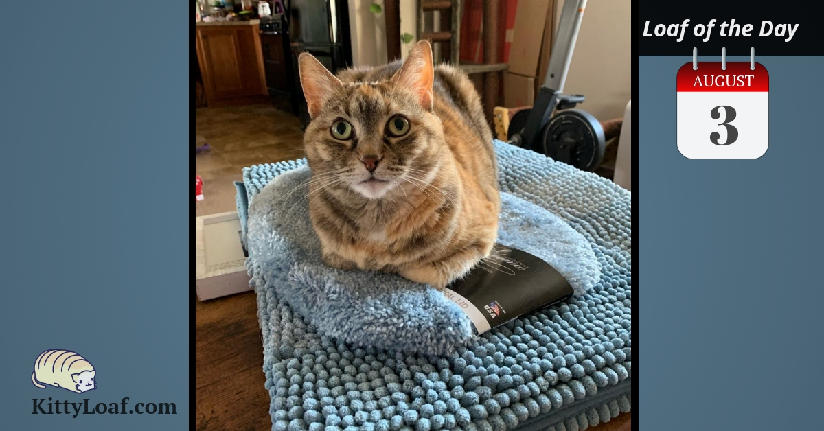 Loaf of the Day – 8/8/17 - Kitty Loaf