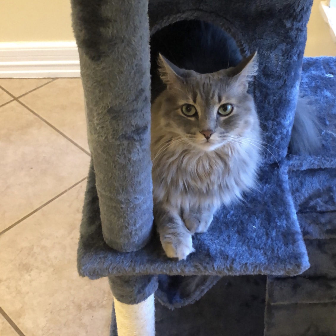 Yaheetech 52-inch Cat Tree Review - Kitty Loaf