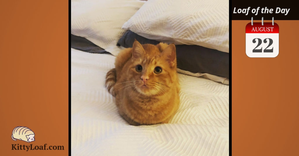 Loaf of the Day – 11/22/17 - Kitty Loaf