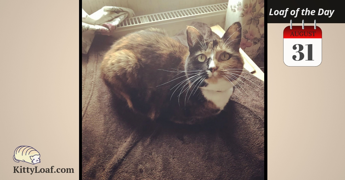 Loaf of the Day – 7/19/18 - Kitty Loaf