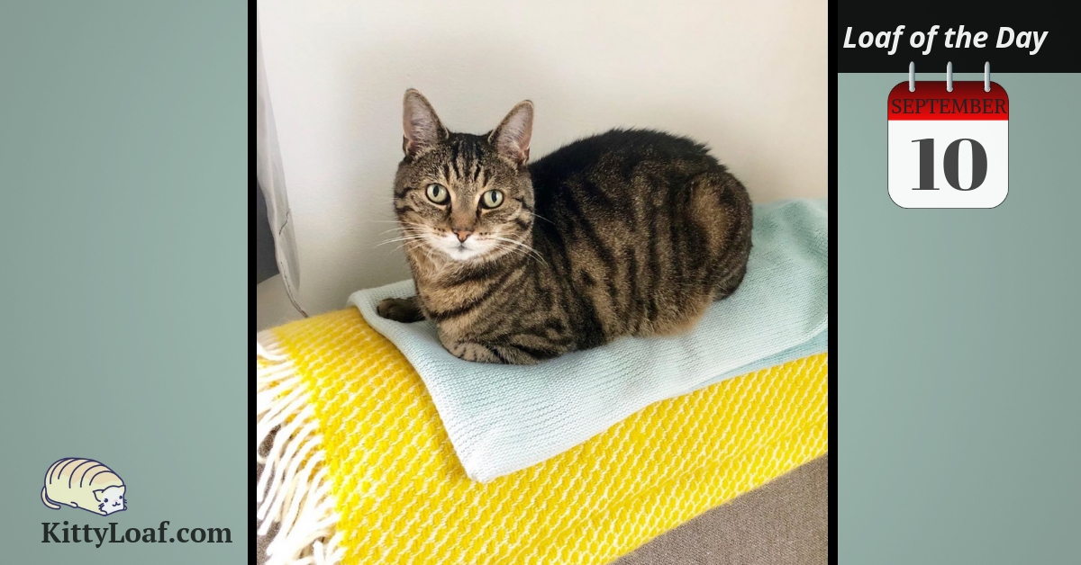 Loaf of the Day – 2/12/18 - Kitty Loaf