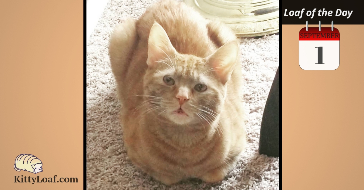 Loaf of the Day – 5/5/18 - Kitty Loaf