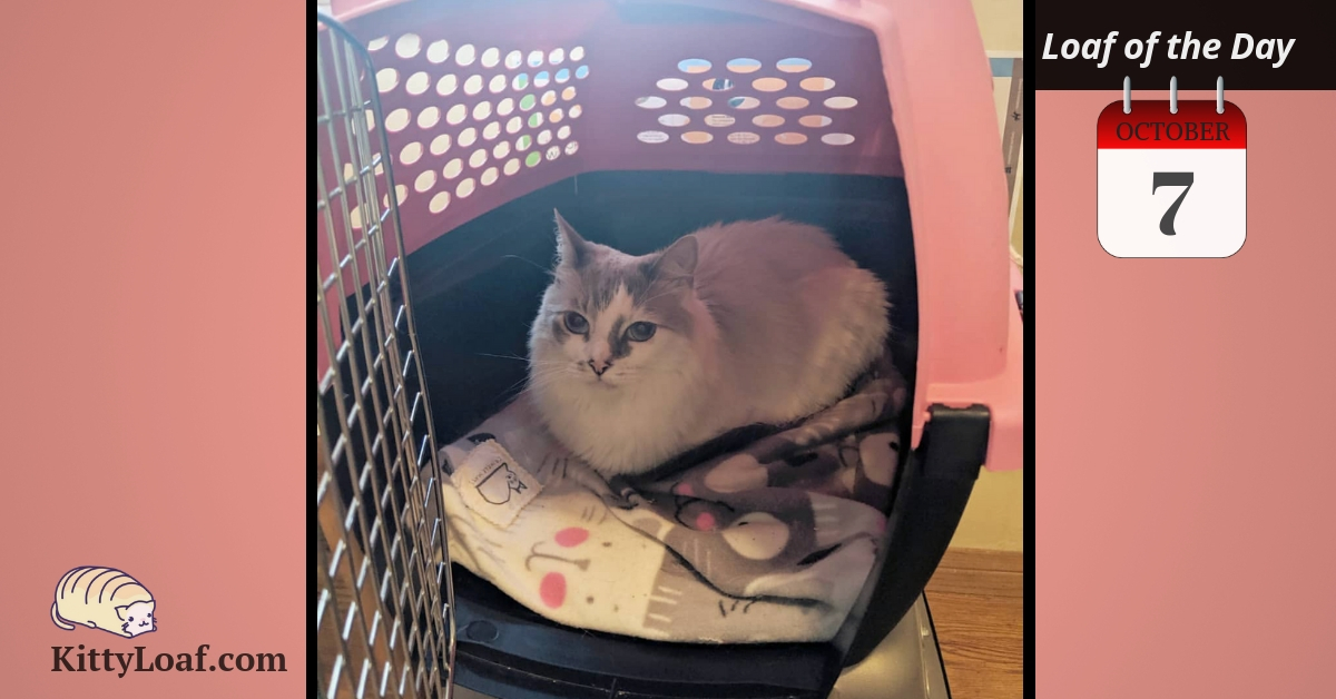 Loaf of the Day – 10/7/19 - Kitty Loaf