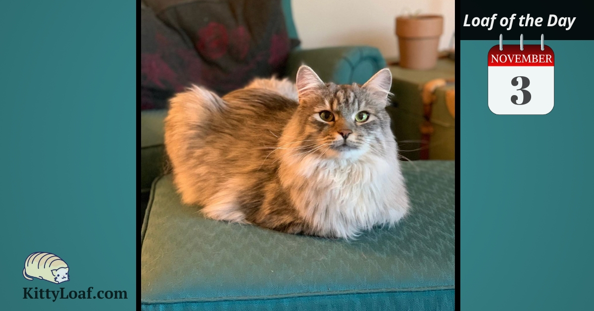 Loaf of the Day – 11/3/19 - Kitty Loaf