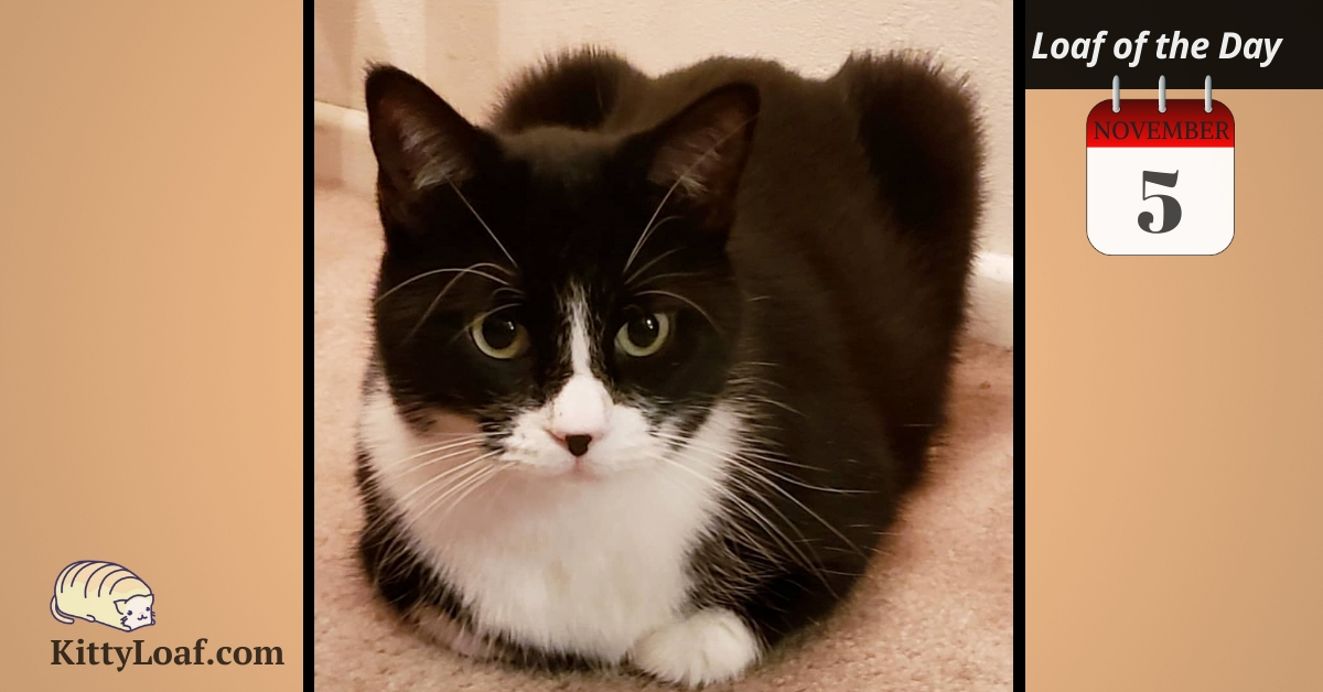 Loaf of the Day – 2/14/18 - Kitty Loaf