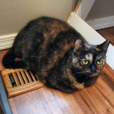 What is a Cat Loaf? | Kitty Loaf