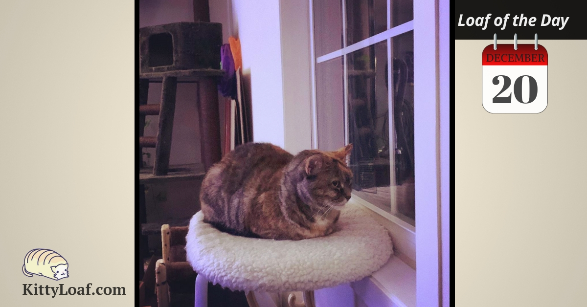 Loaf of the Day – 12/20/19 - Kitty Loaf