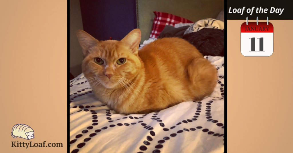 Loaf of the Day – 7/14/17 - Kitty Loaf