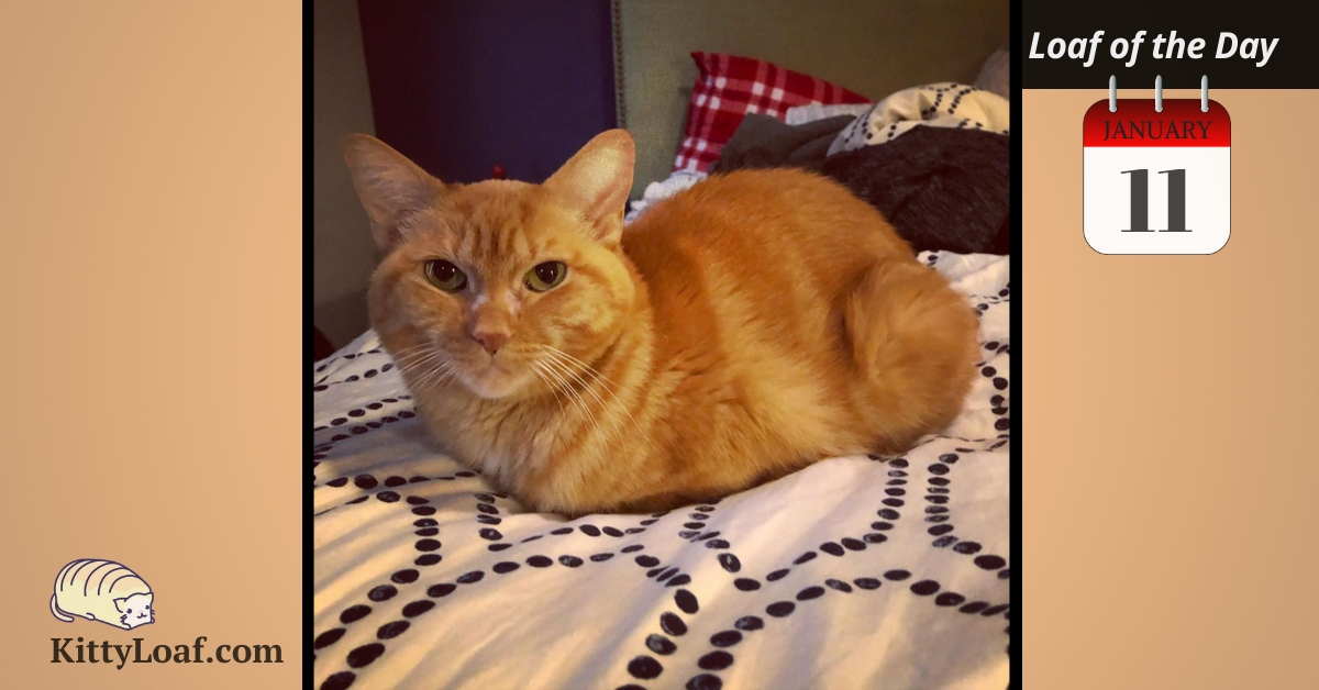 Loaf of the Day – 7/14/17 - Kitty Loaf