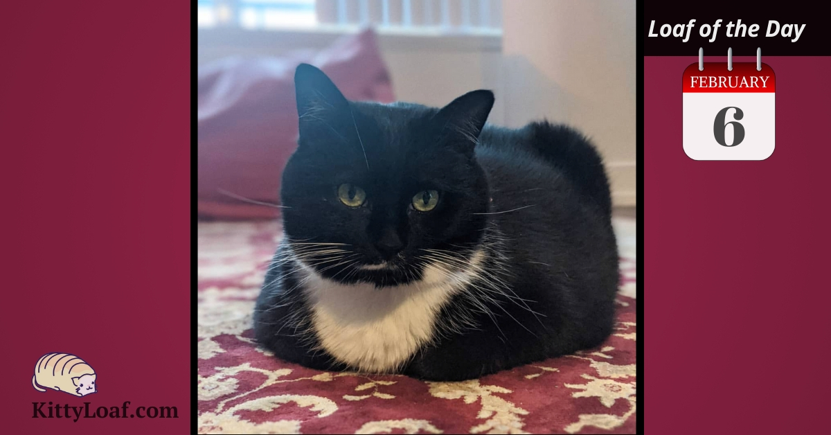 Loaf of the Day - 11/13/16 - Kitty Loaf